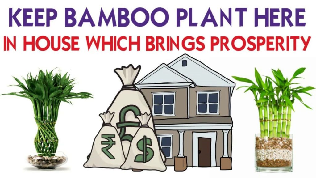 Keep Bamboo Plant Here In House For Prosperity and Wealth – FENG SHUI ...